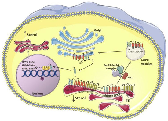 Molecular Pathways Underlying Cholesterol Homeostasis