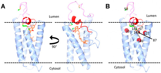 VKORC1L1, An Enzyme Mediating the Effect of Vitamin K in Liver and ...