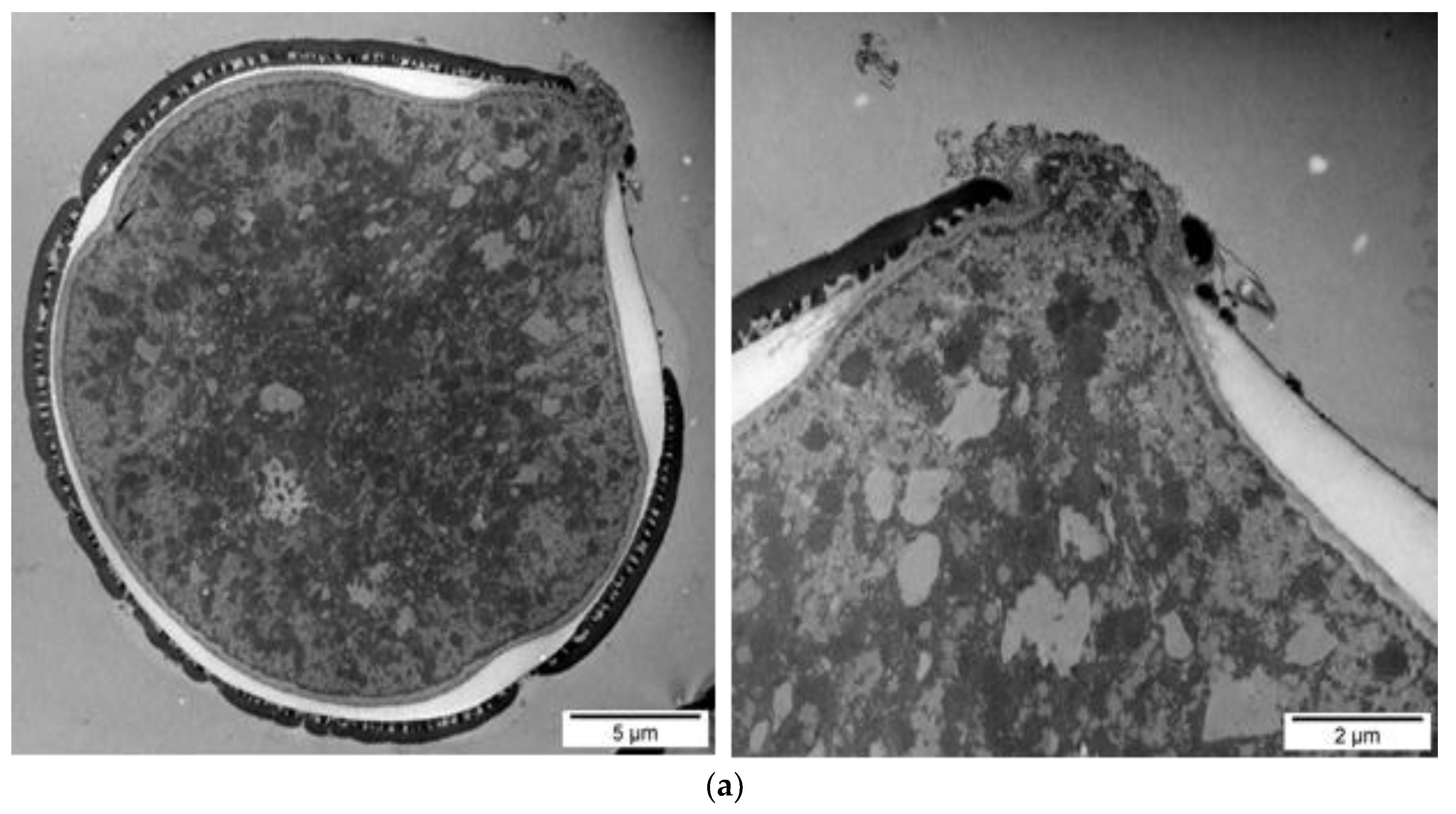 Bee Collected Pollen with Enhanced Health Benefits, Produced by ...