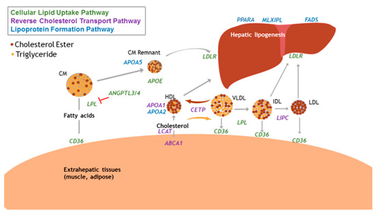 Nutrients | Special Issue : Diet, Lipid and Lipoprotein Metabolism and ...