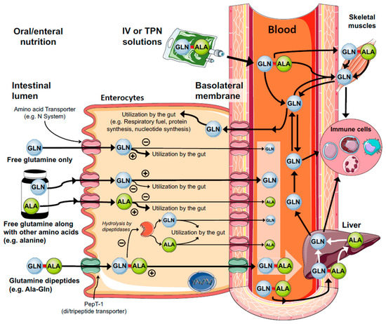 Glutamine: Metabolism and Immune Function, Supplementation and Clinical ...