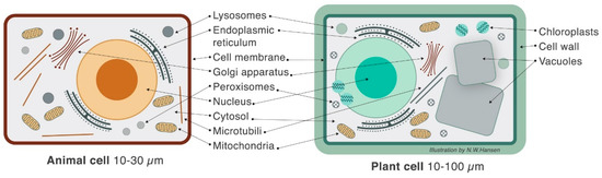 The Microbiotic Highway to Health—New Perspective on Food Structure ...