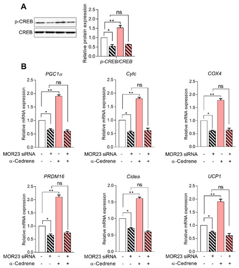 Regulation of Adipogenesis and Thermogenesis through Mouse Olfactory ...