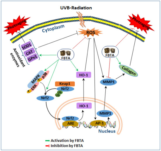 Nutrients | Free Full-Text | Protection of UVB-Induced Photoaging by ...