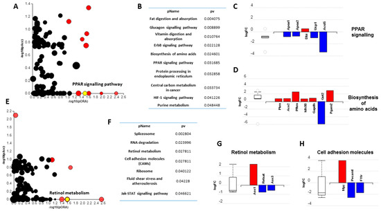 Interscapular and Perivascular Brown Adipose Tissue Respond Differently ...