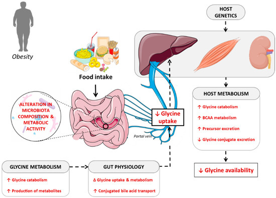 Glycine Metabolism and Its Alterations in Obesity and Metabolic Diseases