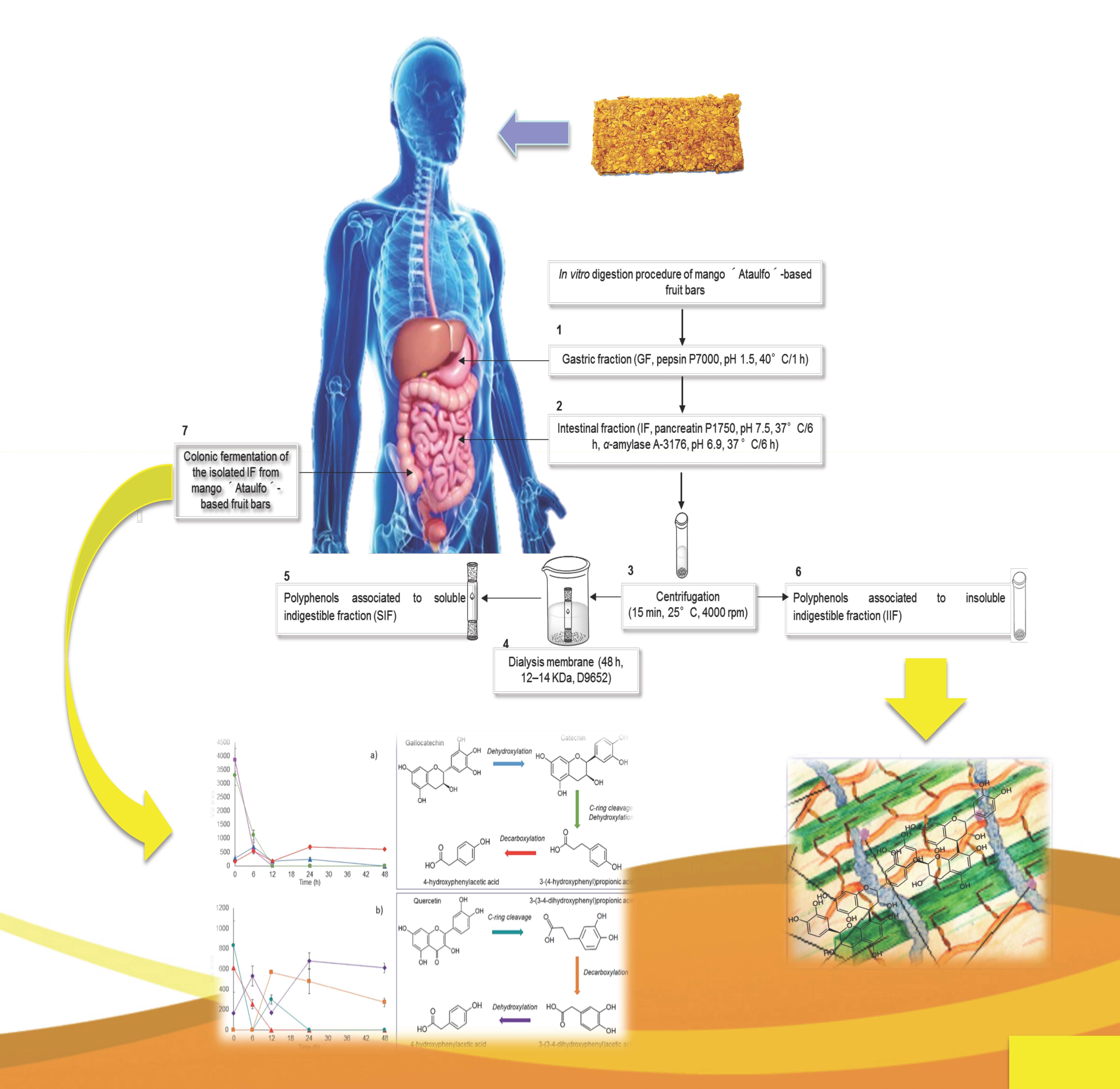Nutrients | Free Full-Text | In Vitro Gastrointestinal Digestion and ...