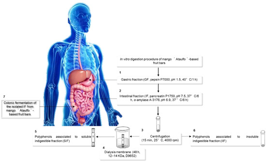 In Vitro Gastrointestinal Digestion and Colonic Fermentation of High ...
