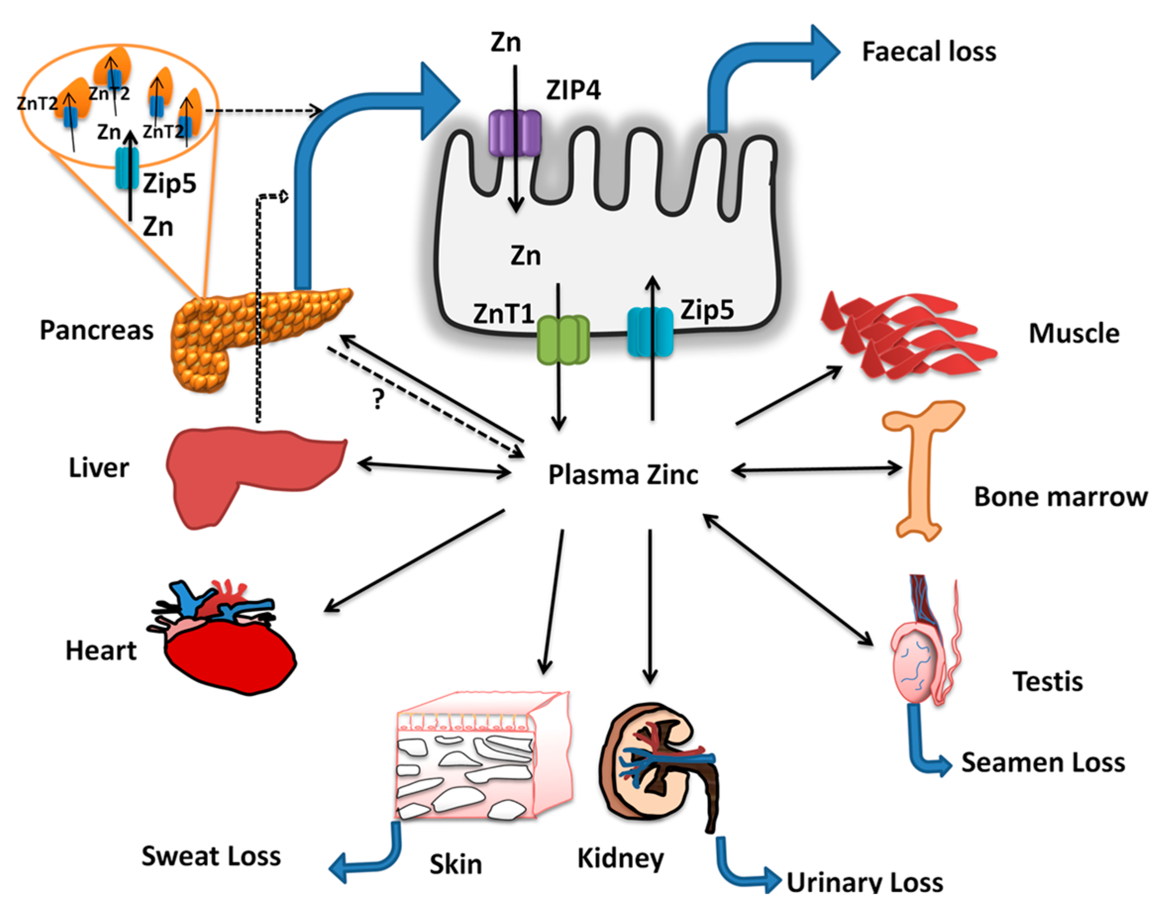 Iron Homeostasis 2E1 Iron Homeostasis 2E1