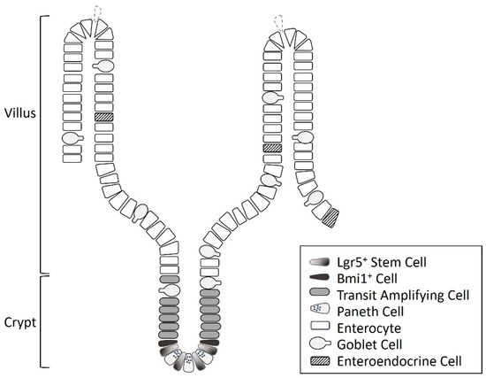 Influence of Growth Hormone and Glutamine on Intestinal Stem Cells: A ...