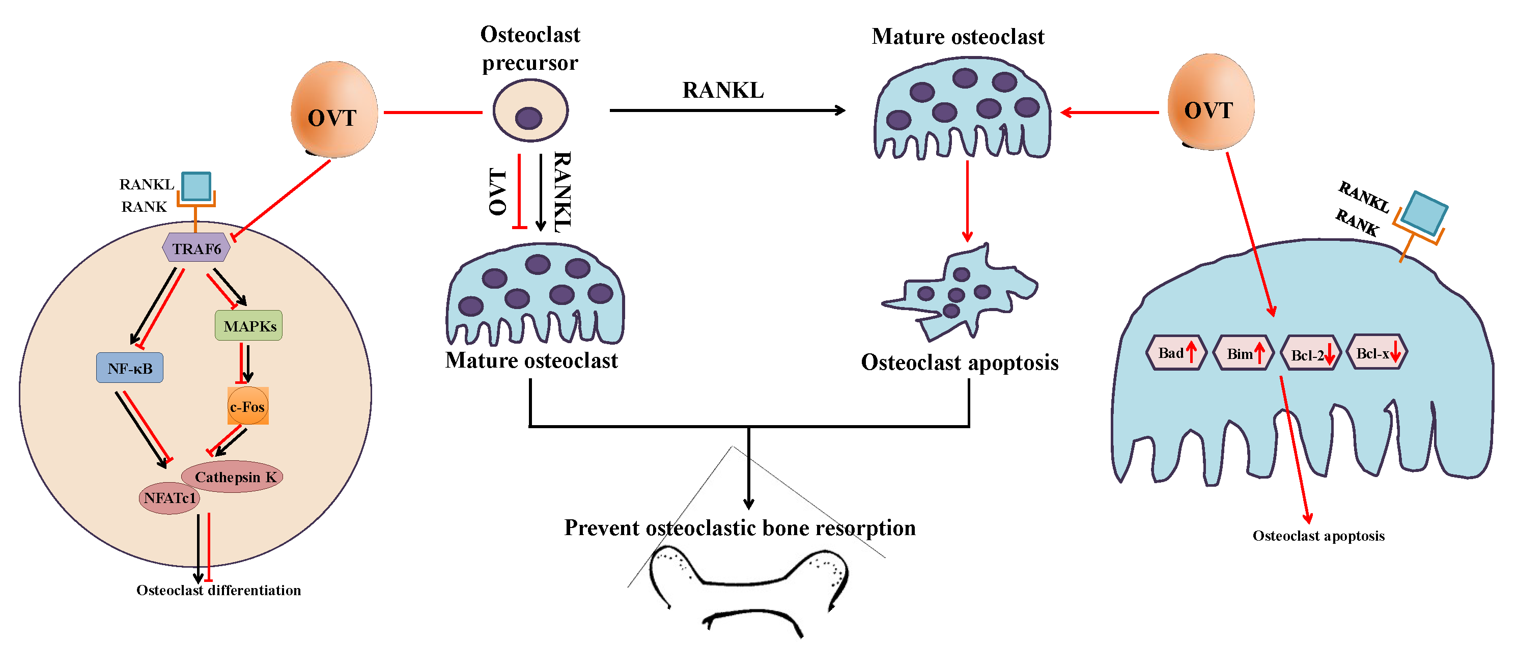 Egg White Ovotransferrin Attenuates RANKL-Induced Osteoclastogenesis ...