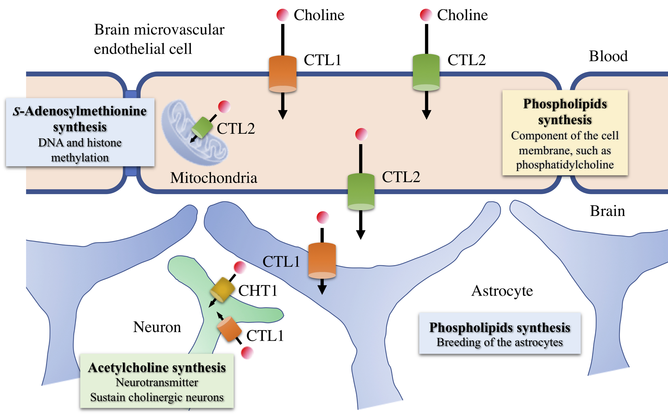 Nutrients | Free Full-Text | Functional Expression of Choline ...