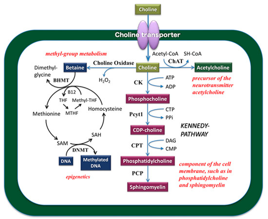 Functional Expression of Choline Transporters in the Blood–Brain Barrier