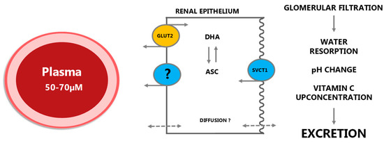 The Pharmacokinetics of Vitamin C