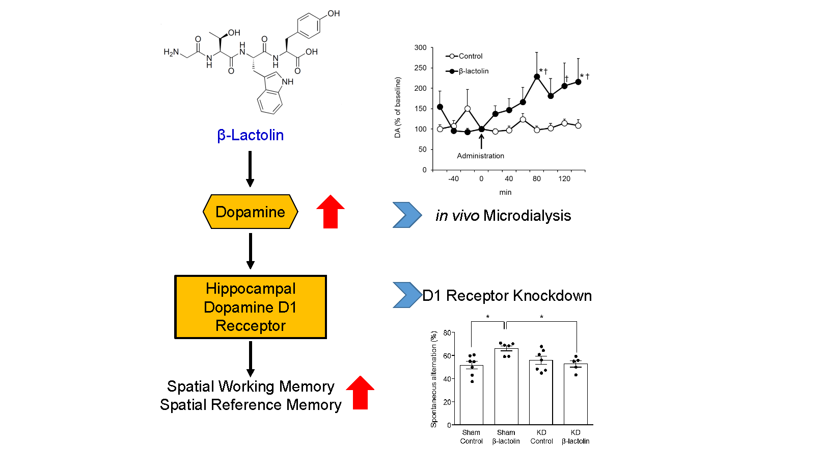 Nutrients | Free Full-Text | The Lacto-Tetrapeptide Gly–Thr–Trp–Tyr, β ...