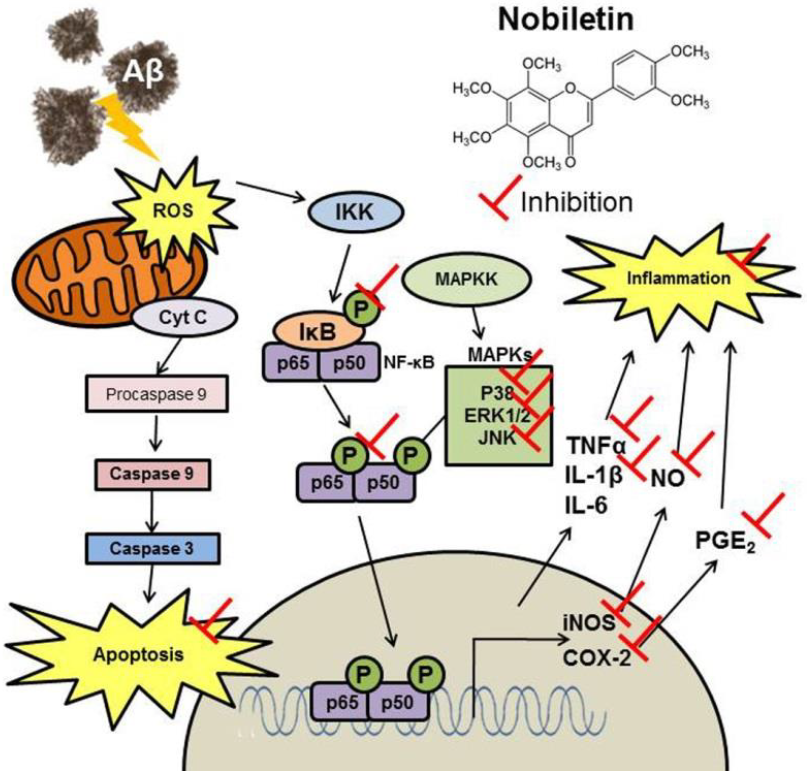 Nutrients | Free Full-Text | Discovery of Nobiletin from Citrus Peel as ...