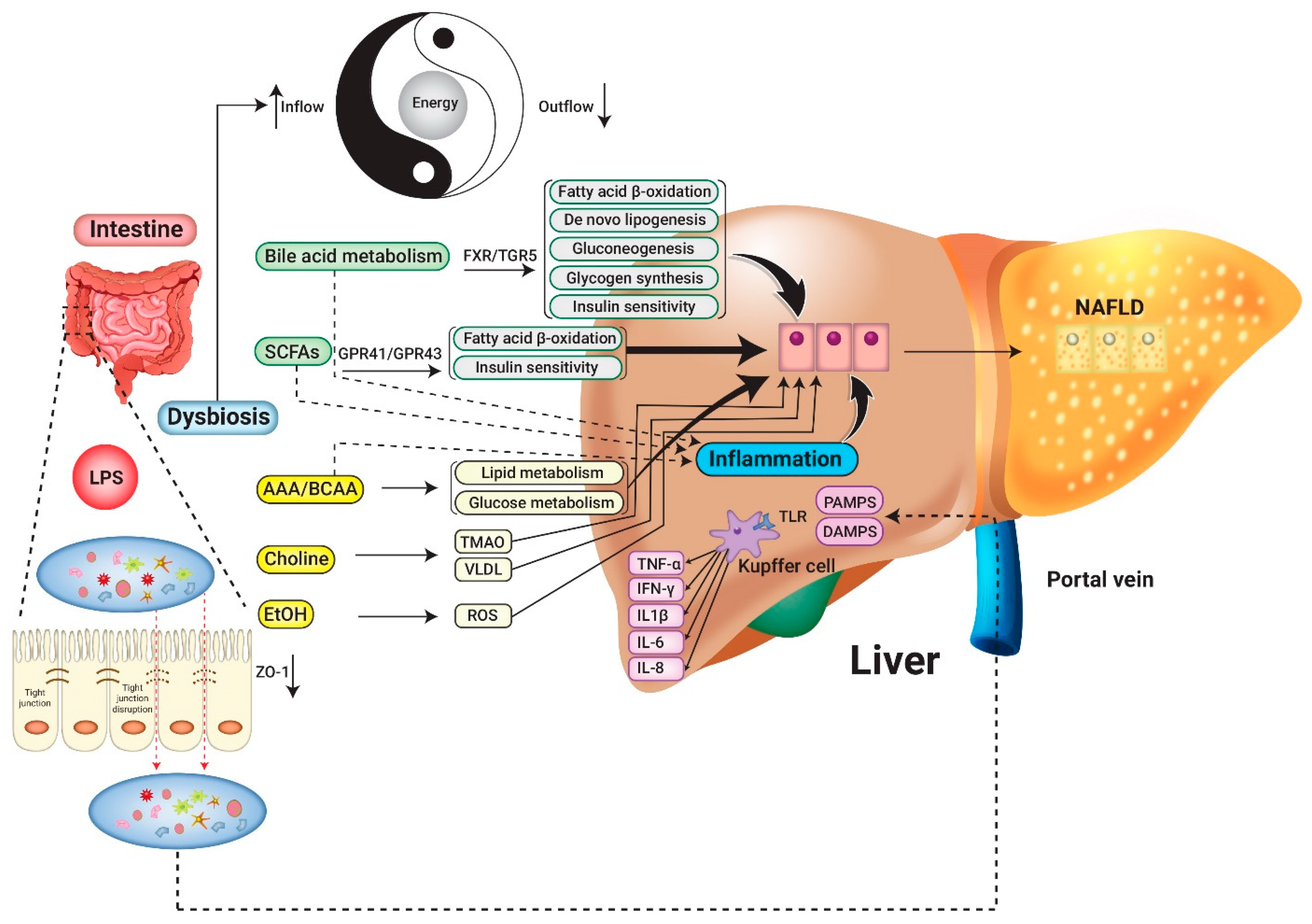 Nutrients Free Full Text Role Of Probiotics In Non Alcoholic Fatty