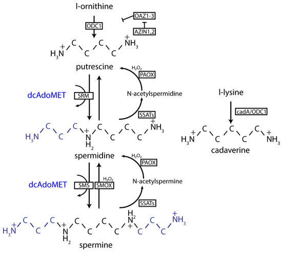 The Molecular and Physiological Effects of Protein-Derived Polyamines ...