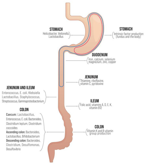 Bariatric Surgery in Obesity: Effects on Gut Microbiota and ...