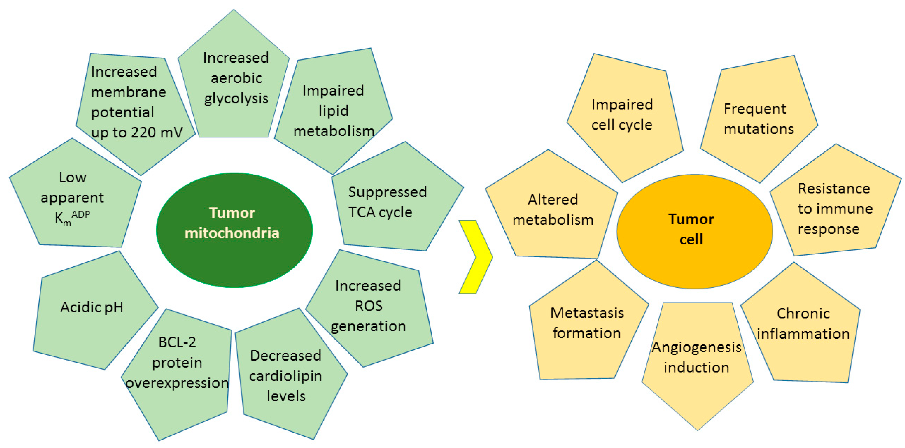 Nutrients Free Full Text Flavonoids As Anticancer Agents