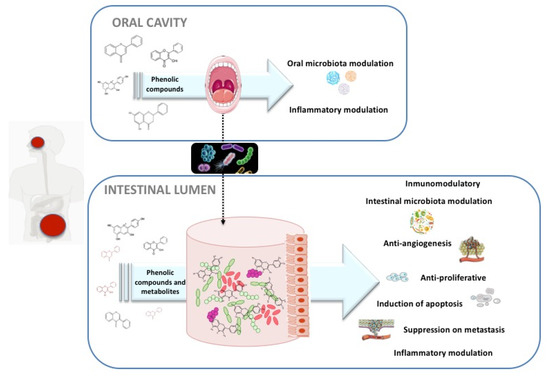 Nutrients Free Full Text Interplay Between Dietary Polyphenols And