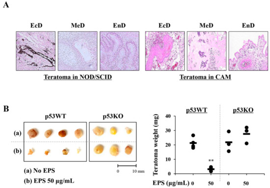 Prunellae Spica Extract Suppresses Teratoma Formation of Pluripotent Stem Cells through p53 ...