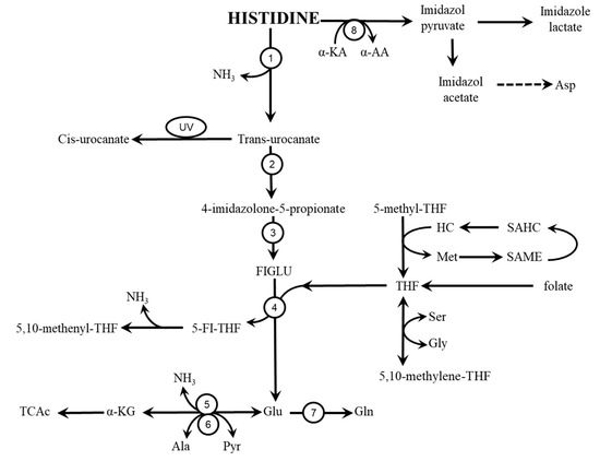 Histidine in Health and Disease: Metabolism, Physiological Importance ...