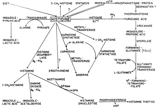 Histidine: A Systematic Review on Metabolism and Physiological Effects ...