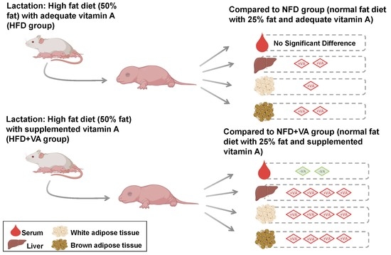 Nutrients | Free Full-Text | Vitamin A Status and Deposition in ...