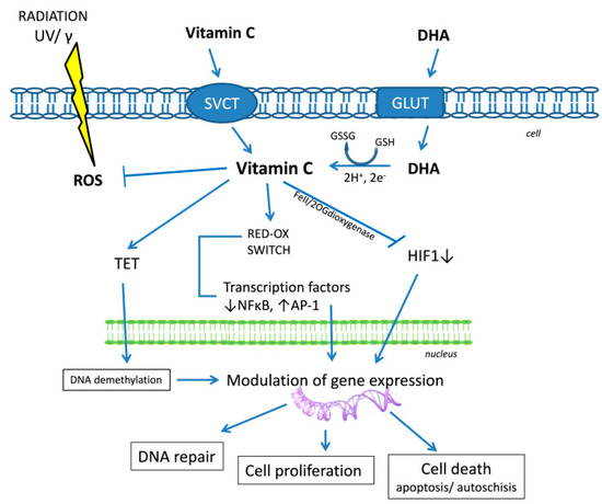 Two Faces of Vitamin C—Antioxidative and Pro-Oxidative Agent