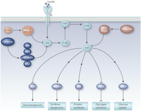 Cardio-Metabolic Effects of High-Fat Diets and Their Underlying ...