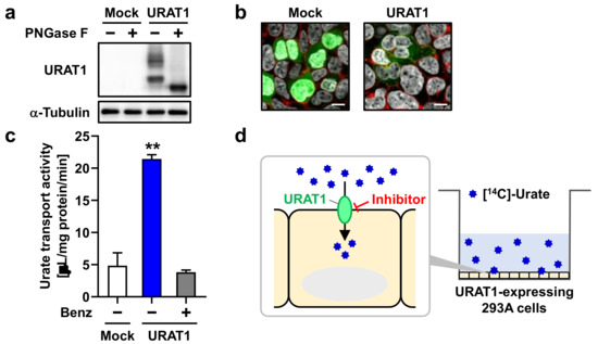 Omega-3 Polyunsaturated Fatty Acids Inhibit the Function of Human URAT1 ...