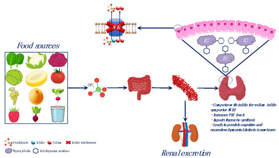 Interference on Iodine Uptake and Human Thyroid Function by Perchlorate ...