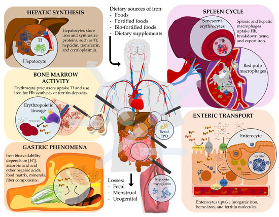 The Central Role of Iron in Human Nutrition: From Folk to Contemporary ...