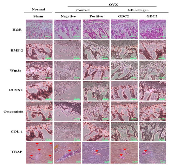 Collagen Extract Derived from Yeonsan Ogye Chicken Increases Bone ...