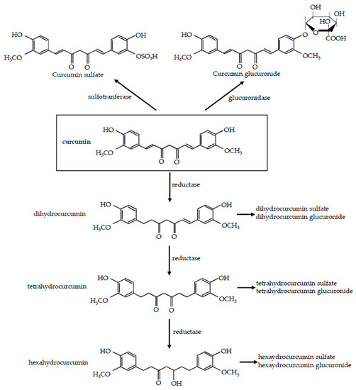 Interaction between Gut Microbiota and Curcumin: A New Key of ...