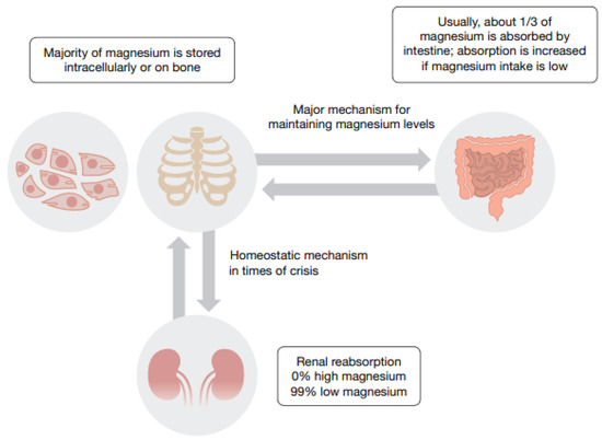 Headaches and Magnesium: Mechanisms, Bioavailability, Therapeutic ...