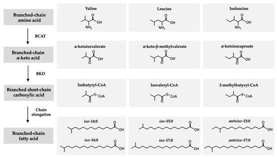 Branched-Chain Fatty Acids—An Underexplored Class of Dairy-Derived ...