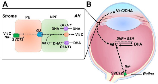 Vitamin C and the Lens: New Insights into Delaying the Onset of Cataract