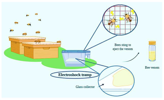 Bee Venom: An Updating Review of Its Bioactive Molecules and Its Health ...