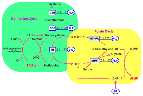 B Vitamins and Their Role in Immune Regulation and Cancer