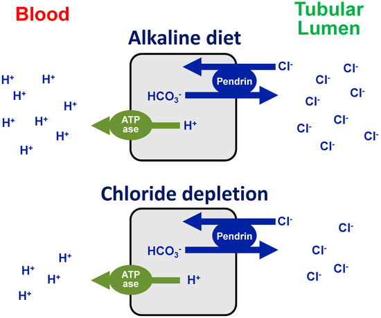 Dietary Chloride Deficiency Syndrome: Pathophysiology, History, and ...