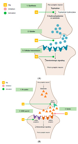 Magnesium Status and Stress: The Vicious Circle Concept Revisited