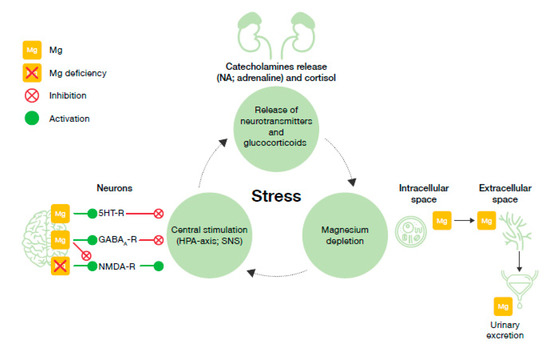 Magnesium Status and Stress: The Vicious Circle Concept Revisited