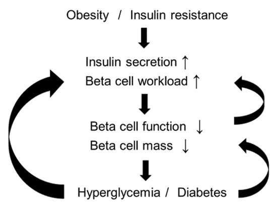 Beta-Cell Mass in Obesity and Type 2 Diabetes, and Its Relation to ...
