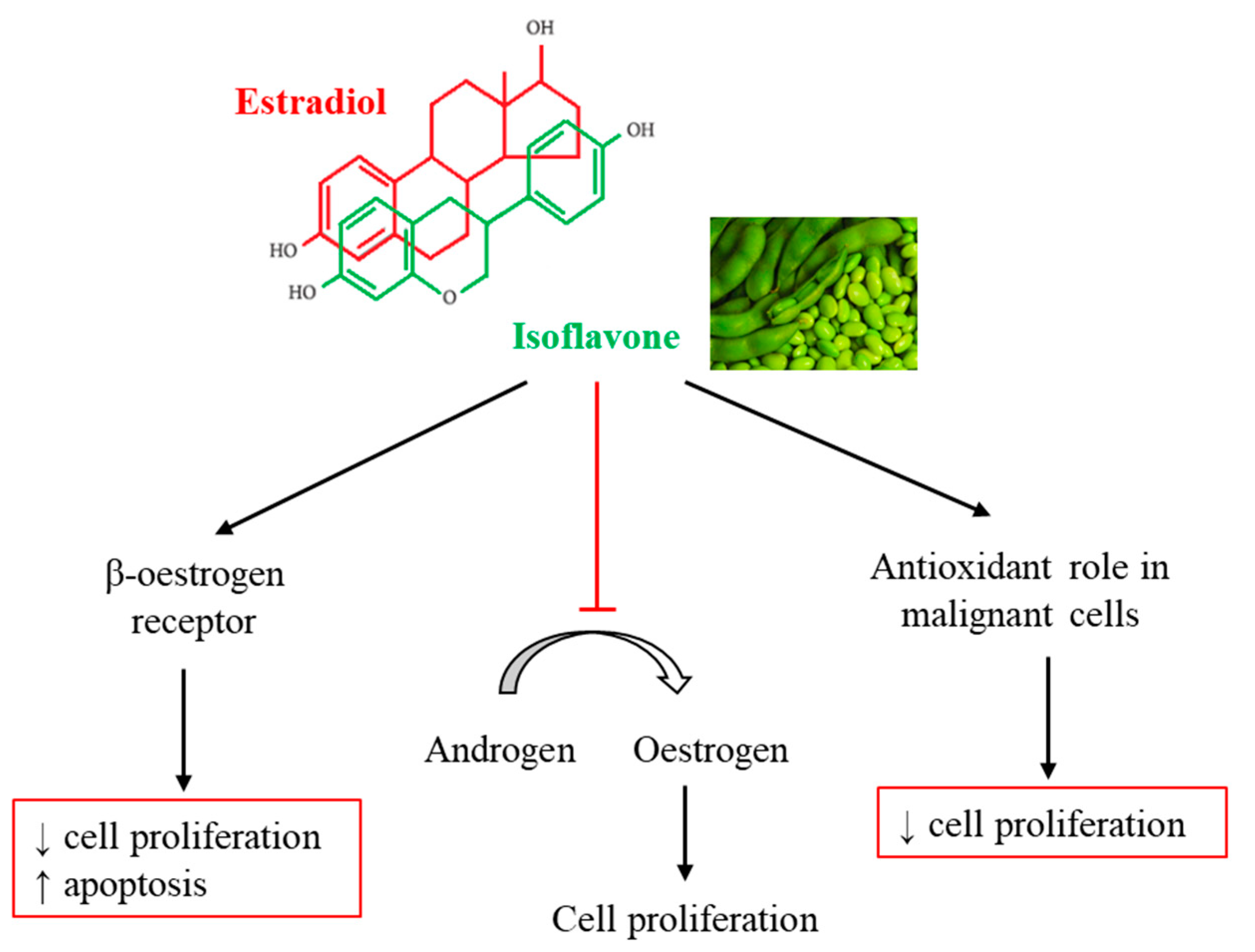Scientific Evidence Supporting the Beneficial Effects of Isoflavones on ...