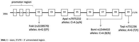 Vitamin D Receptor (VDR) Gene Polymorphism in Patients Diagnosed with Colorectal Cancer