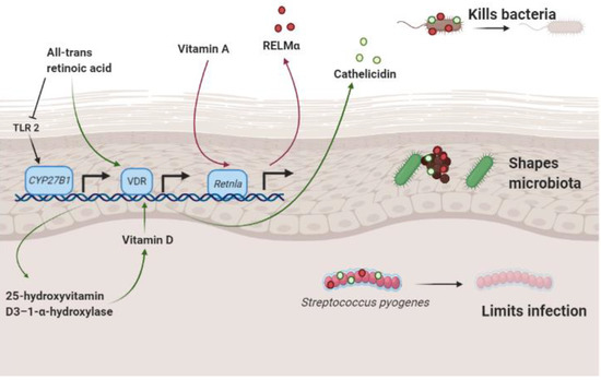 Illuminating the Role of Vitamin A in Skin Innate Immunity and the Skin ...