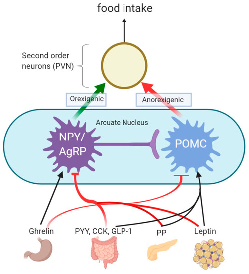 Gut Hormones in Health and Obesity: The Upcoming Role of Short Chain ...