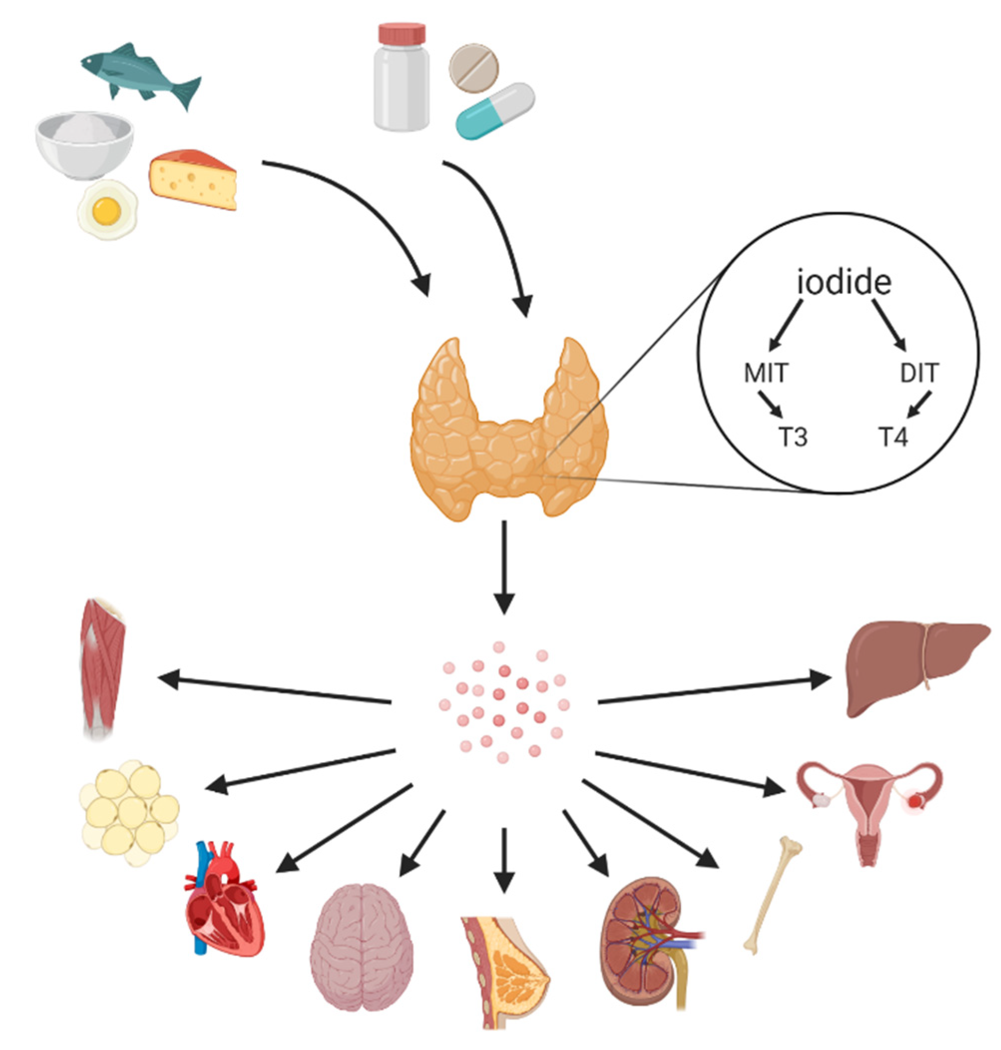 Is There an Ideal Diet to Protect against Iodine Deficiency